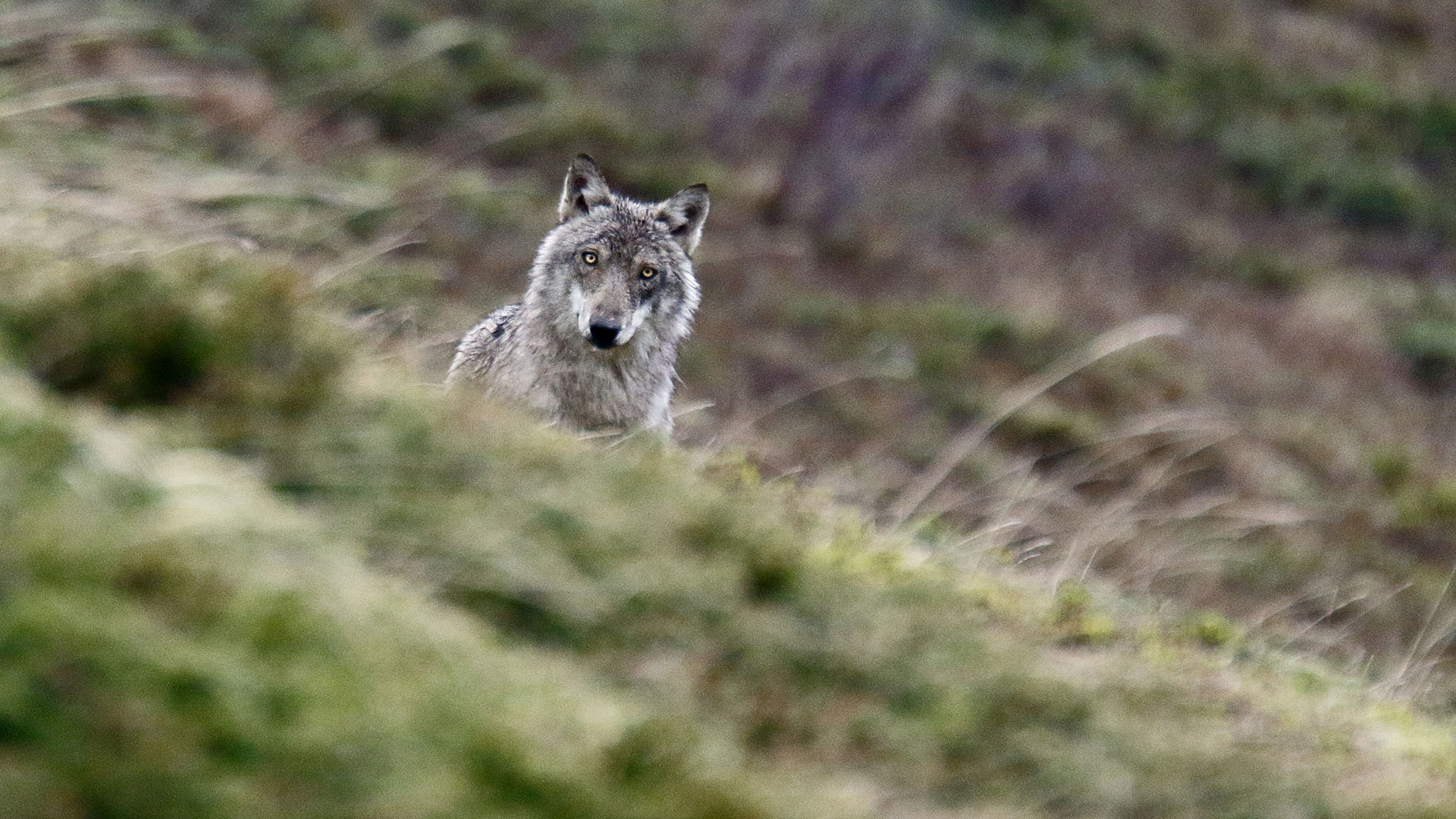 Les actions phares de l'ASPAS en 2023 • ASPAS