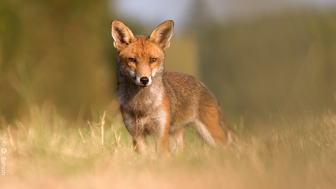 Un peu de répit pour les renards de Saône-et-Loire ! • ASPAS