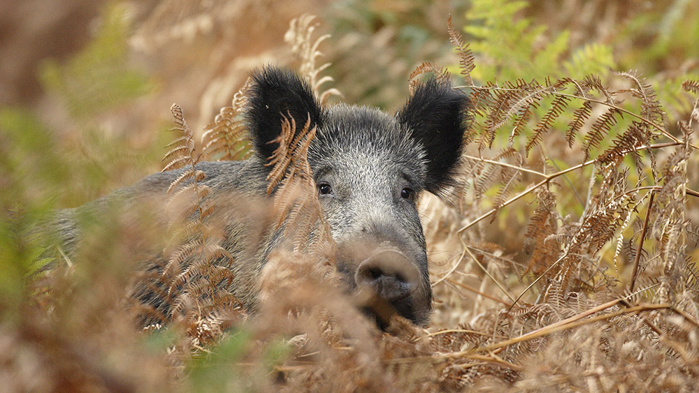 La vérité sur les sangliers • ASPAS