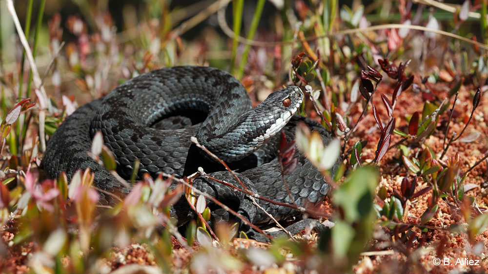 Bonne nouvelle : les vipères deviennent espèces intégralement protégées ...