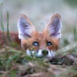 Association Protection des Animaux Sauvages • ASPAS