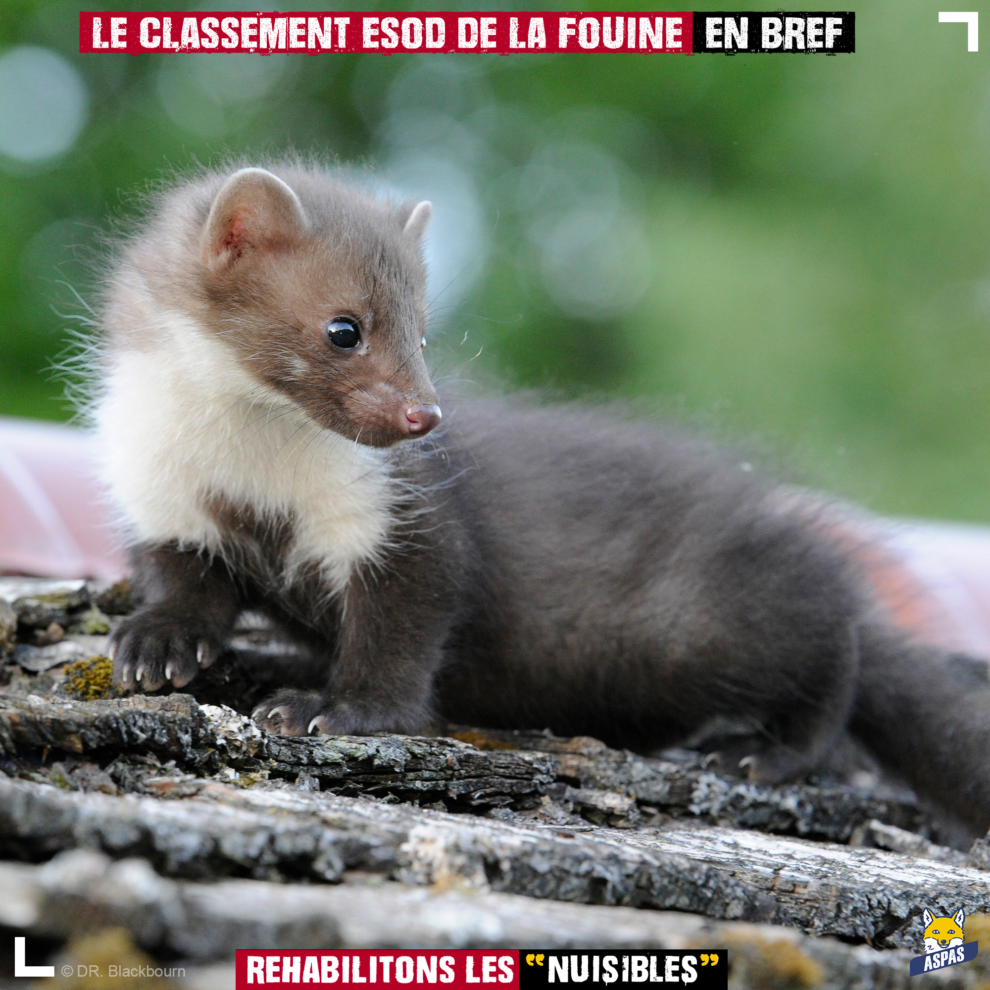 À la découverte des "nuisibles" • ASPAS