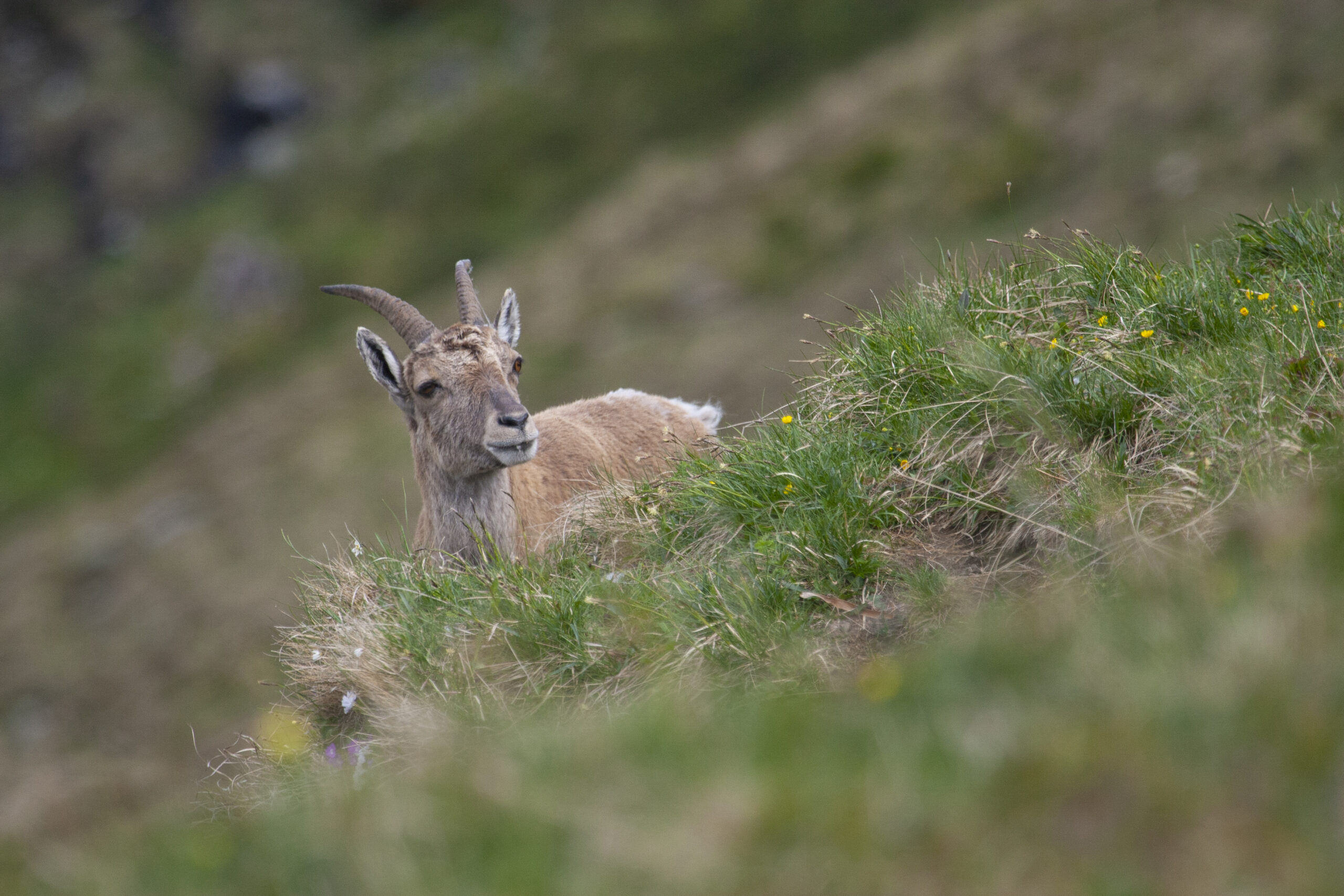 Les bouquetins du Bargy ont encore besoin de vous ! • ASPAS