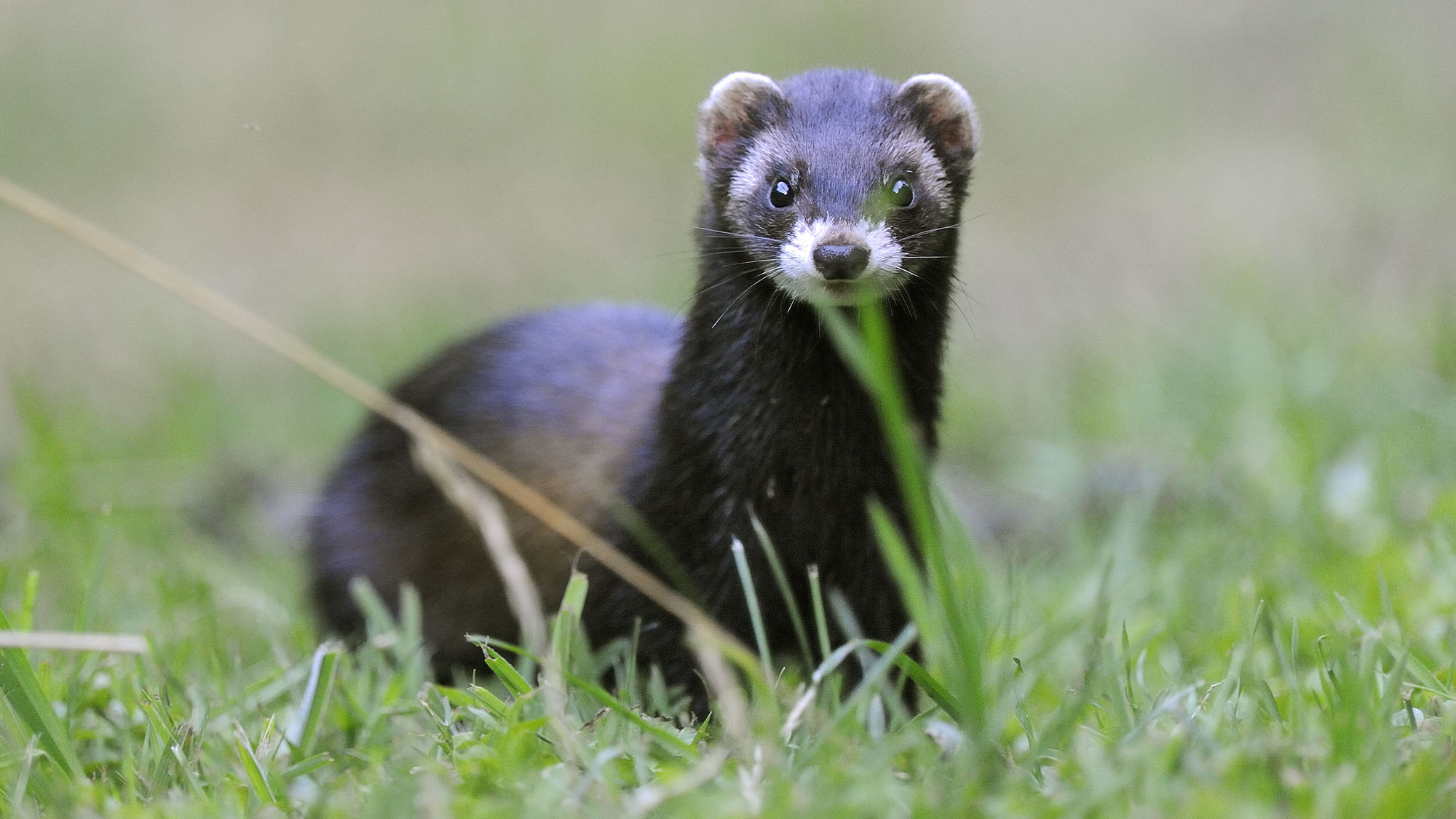 Animal en déclin, le putois doit être protégé ! • ASPAS