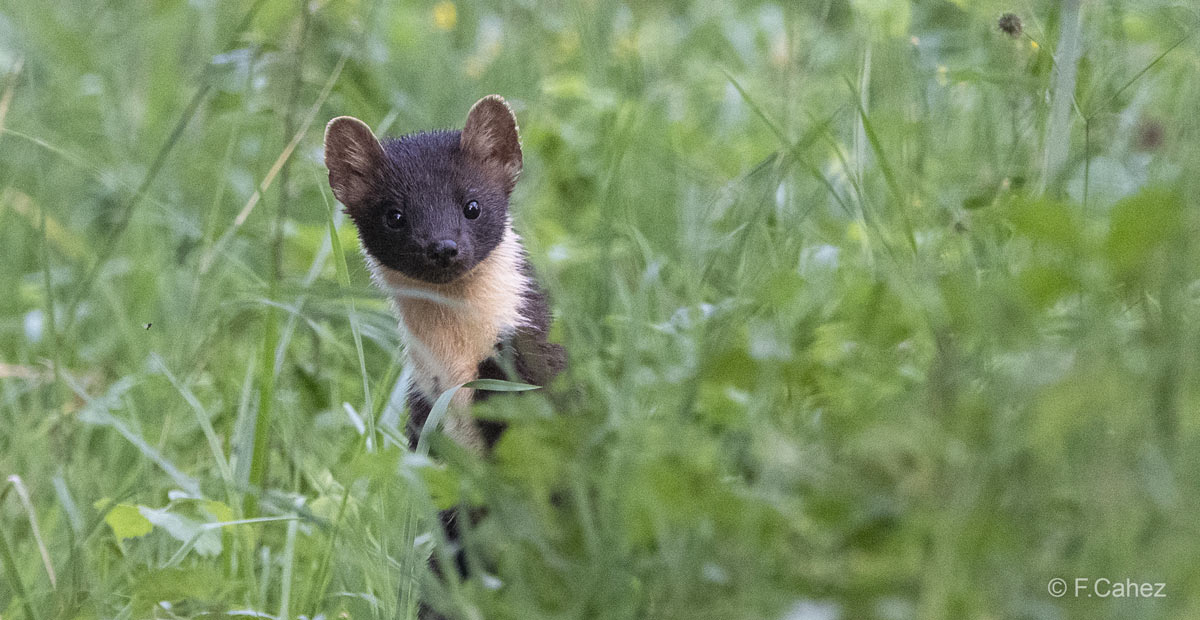 LA RÉGULATION DES ESOD EST