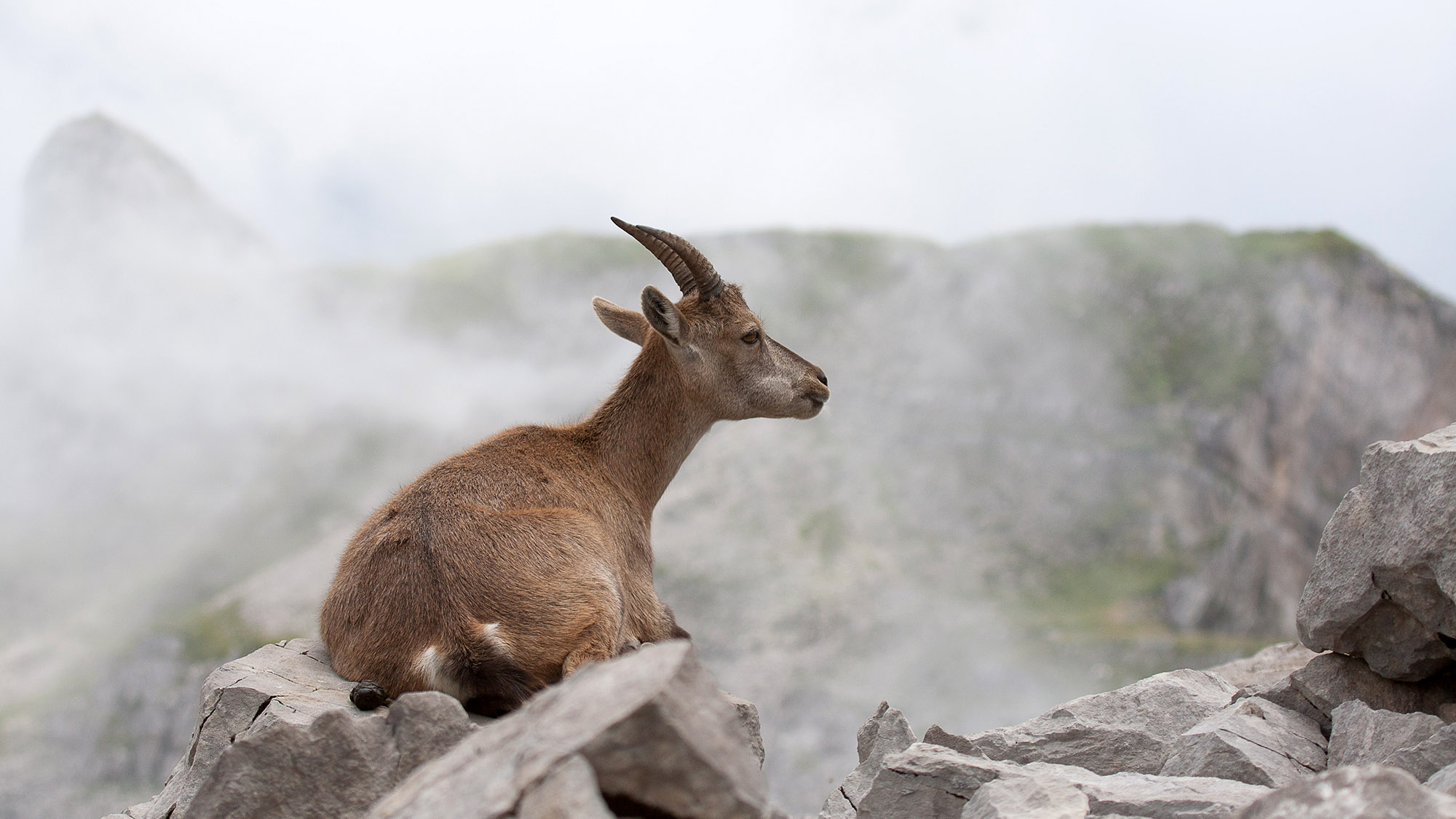 Massif du Bargy : refusons l’abattage de 8 bouquetins supplémentaires ...