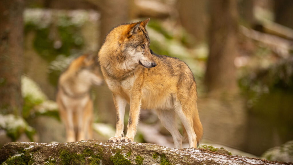 Archives des Loup • ASPAS