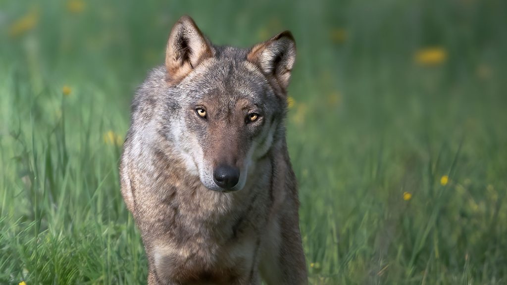 Archives des Loup • ASPAS