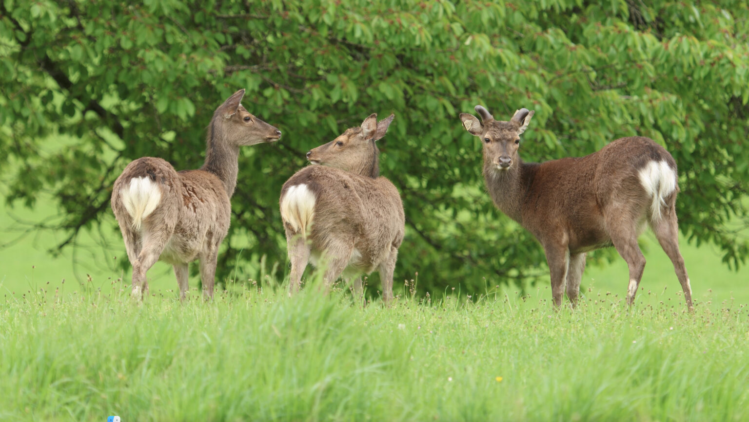 Association Protection des Animaux Sauvages • ASPAS